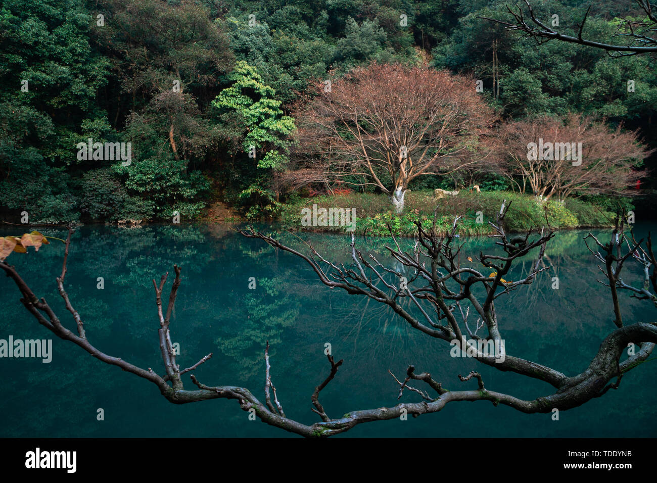 Hangzhou Jiuxi Smoke Tree Stock Photo - Alamy