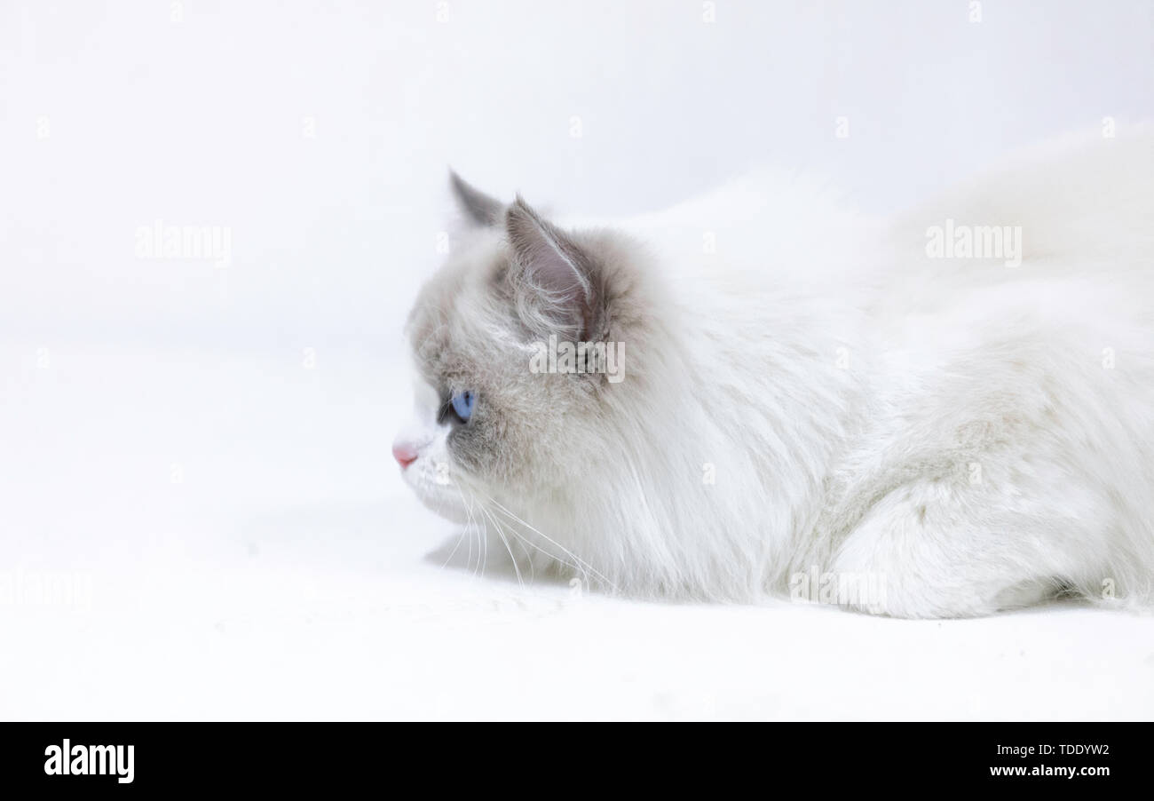 Muppet cat hi-res stock photography and images - Alamy