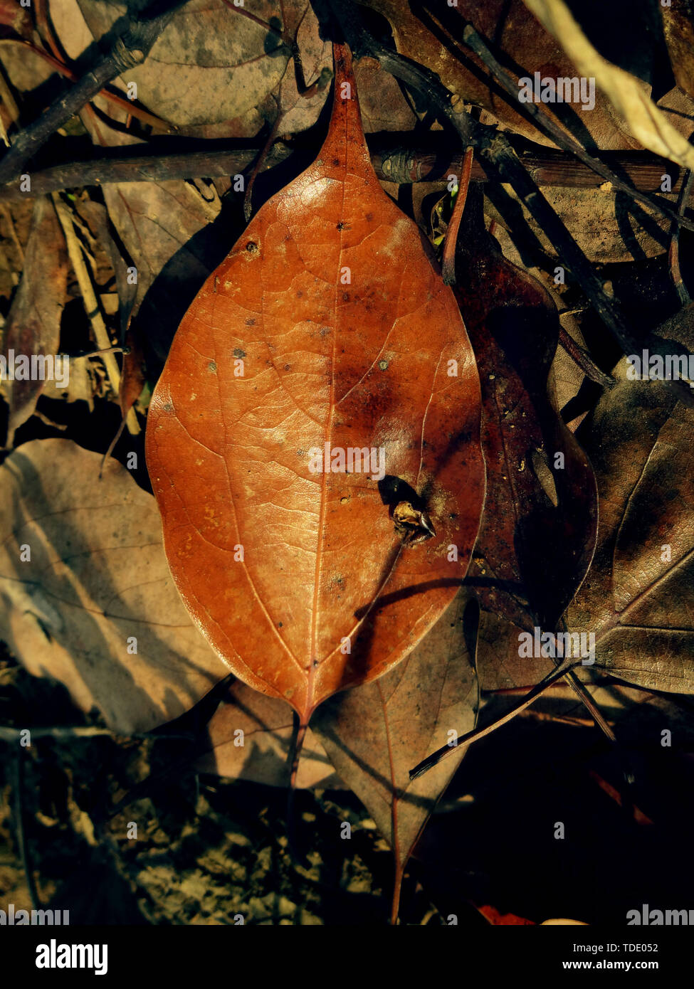 Fall fallen leaves of autumn Stock Photo - Alamy