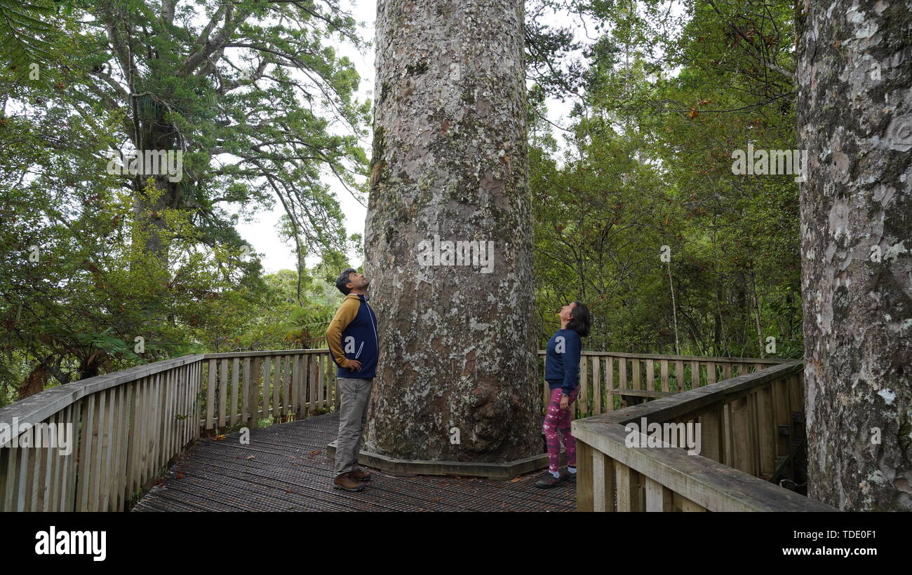 Couple under giant tree Stock Photo - Alamy