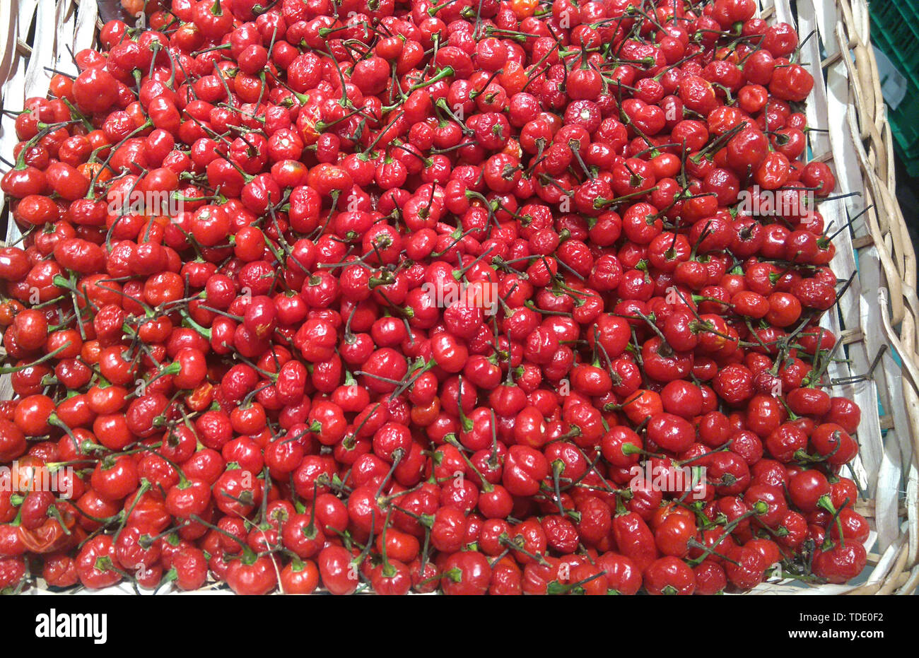Capsicum Chinense pepper, bode pepper, São Paulo, Brazil Stock Photo ...