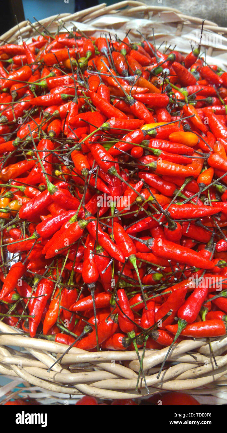 Capsicum frutescens, pimenta-malagueta pepper, São Paulo, Brazil Stock ...