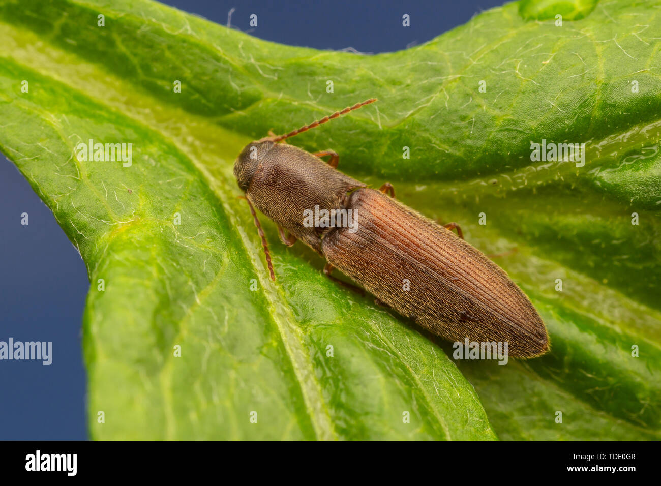 Click beetles hi-res stock photography and images - Alamy