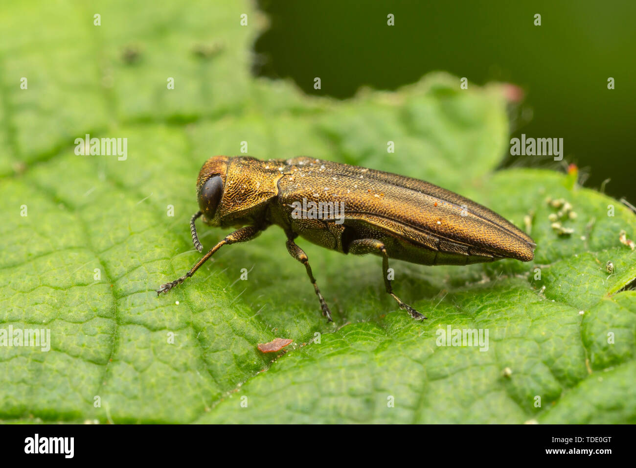 Rose beetles hi-res stock photography and images - Alamy