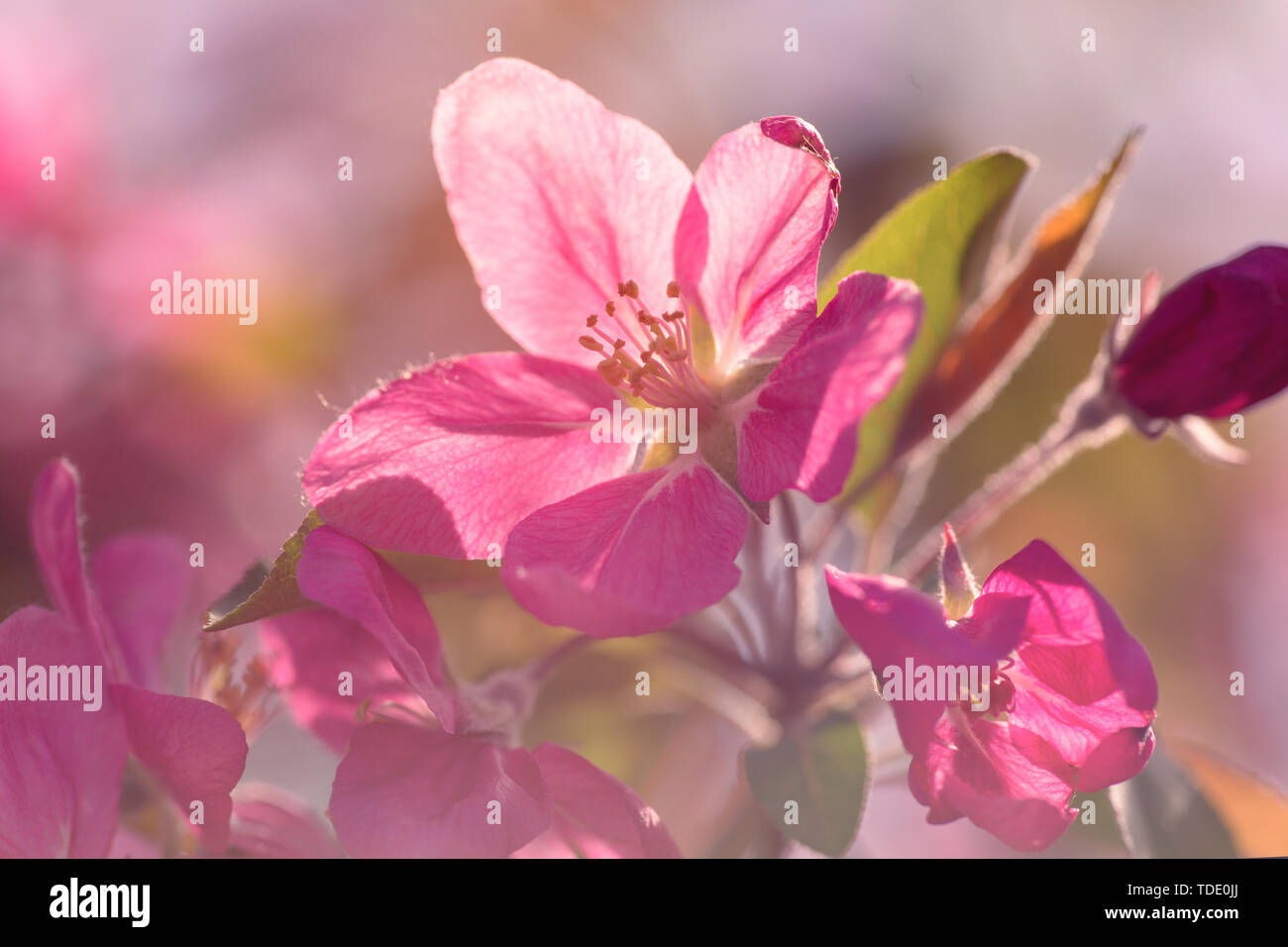 A group of flowers Stock Photo - Alamy