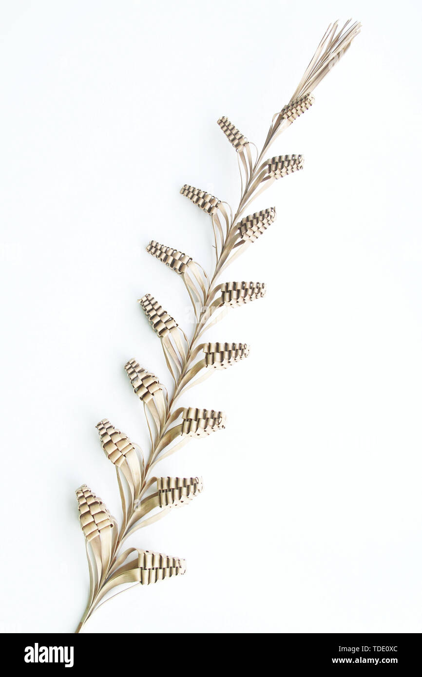 Dry handcraft flower in isolated white background, São Paulo, Brazil ...