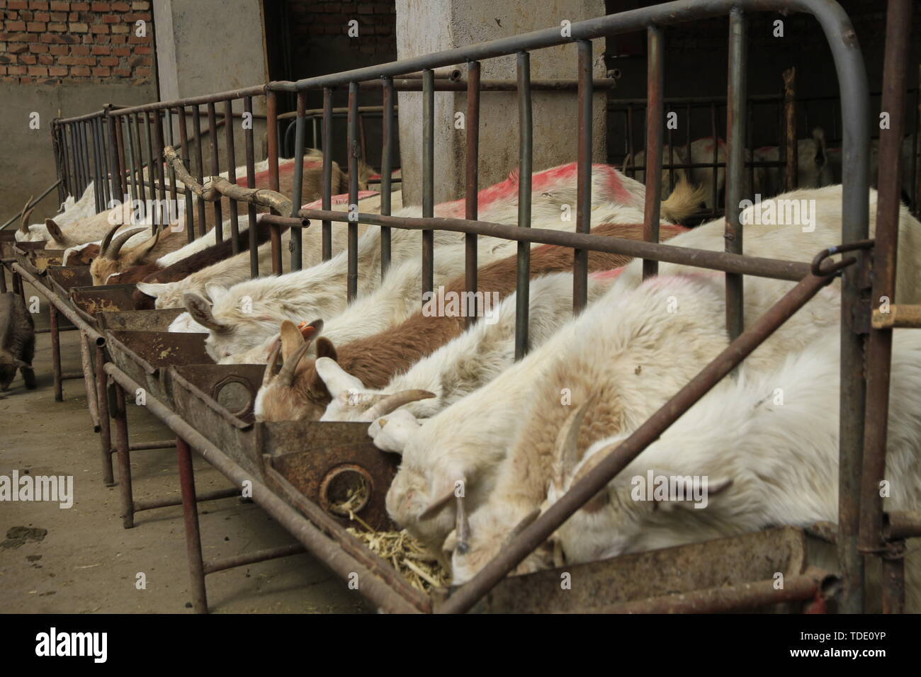 Human Cages High Resolution Stock Photography and Images - Alamy