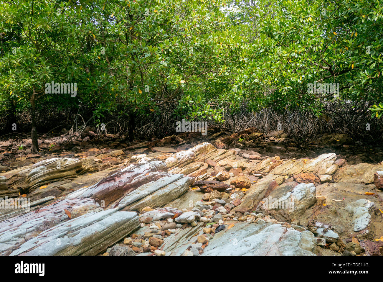 The roots of mangrove trees in tropical seaside areas are tangled Stock ...