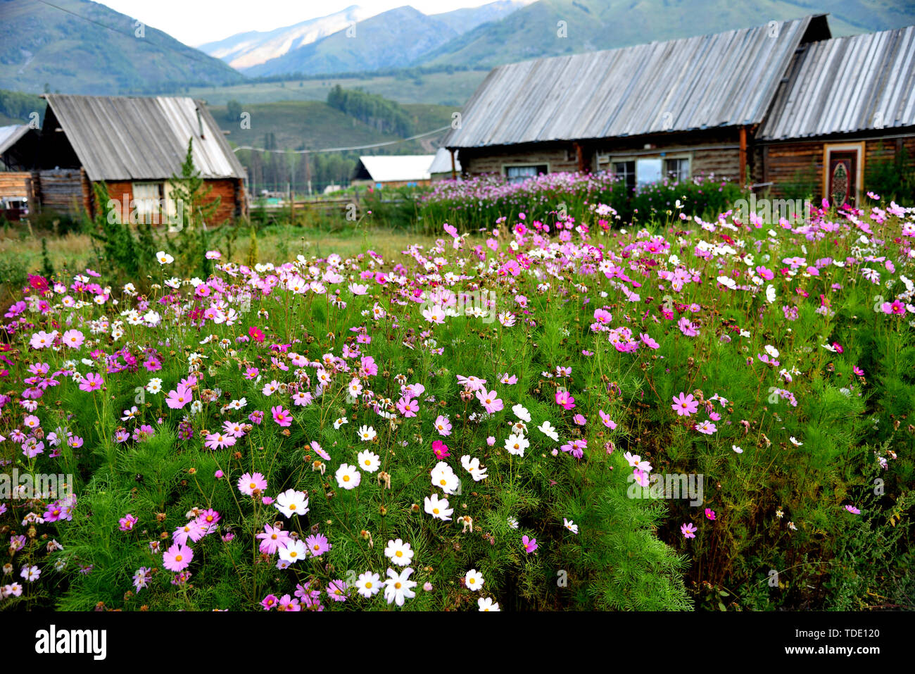 Altai trees up close hi-res stock photography and images - Alamy