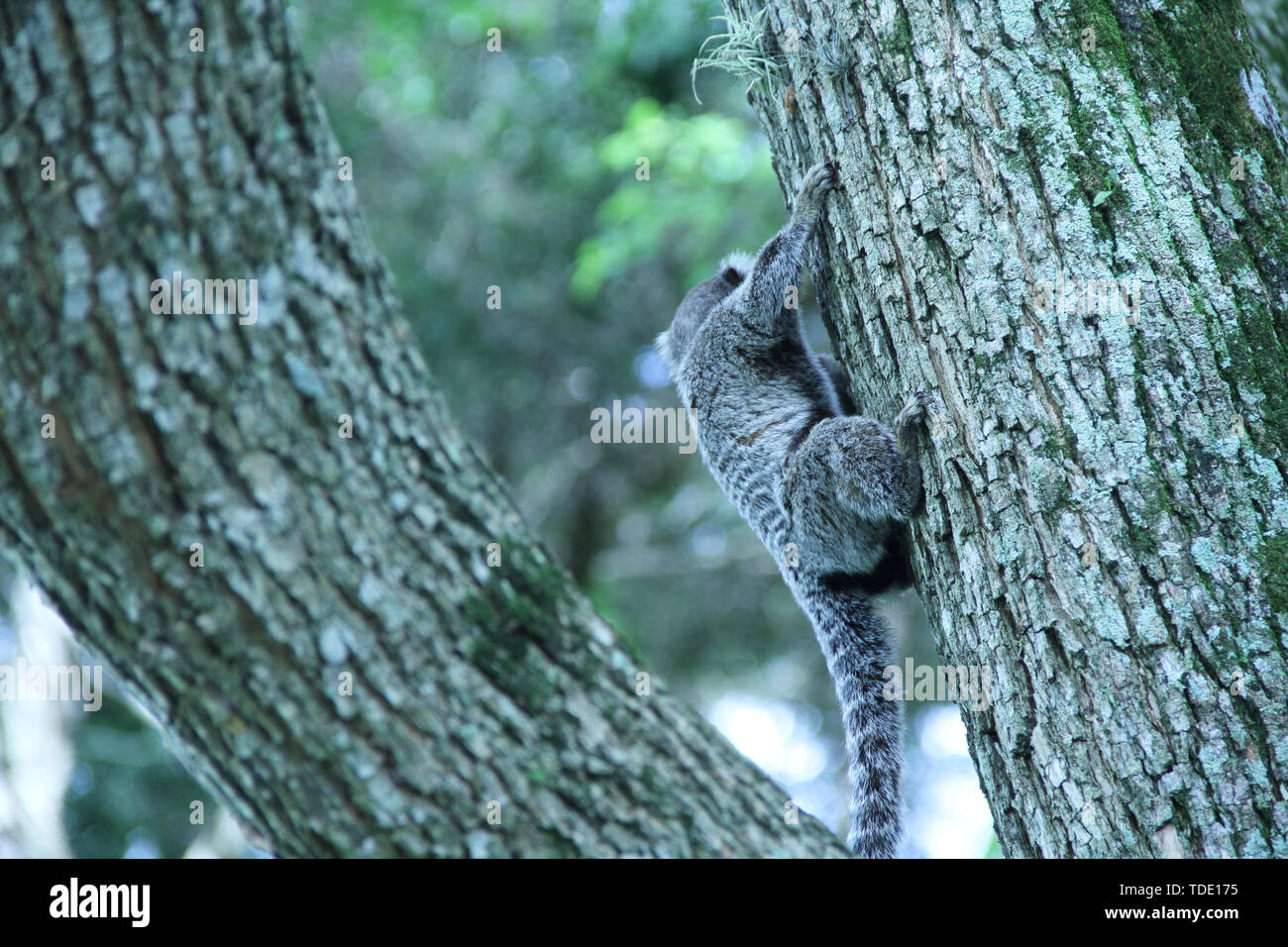 Callithrix jacchus, Common marmoset, São Paulo, Brazil Stock Photo - Alamy