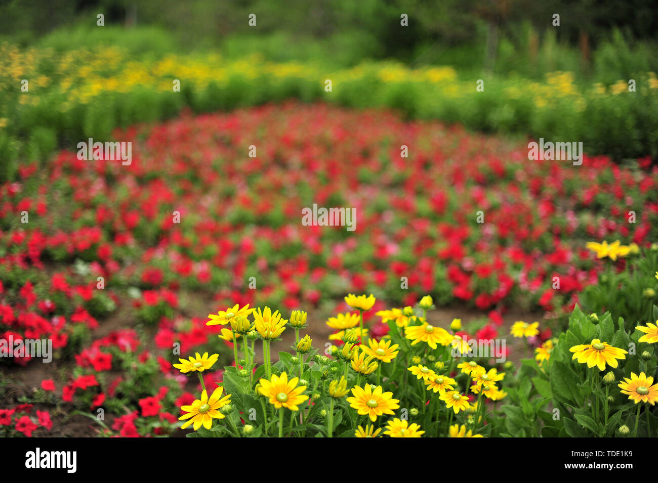 Spring forest flowers and plants picture Stock Photo - Alamy