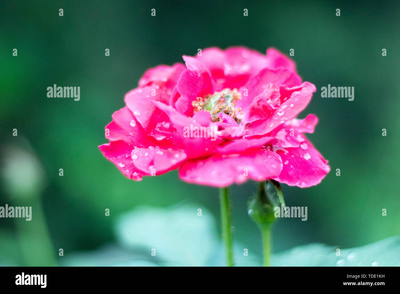 Zhao tuo park hi-res stock photography and images - Alamy