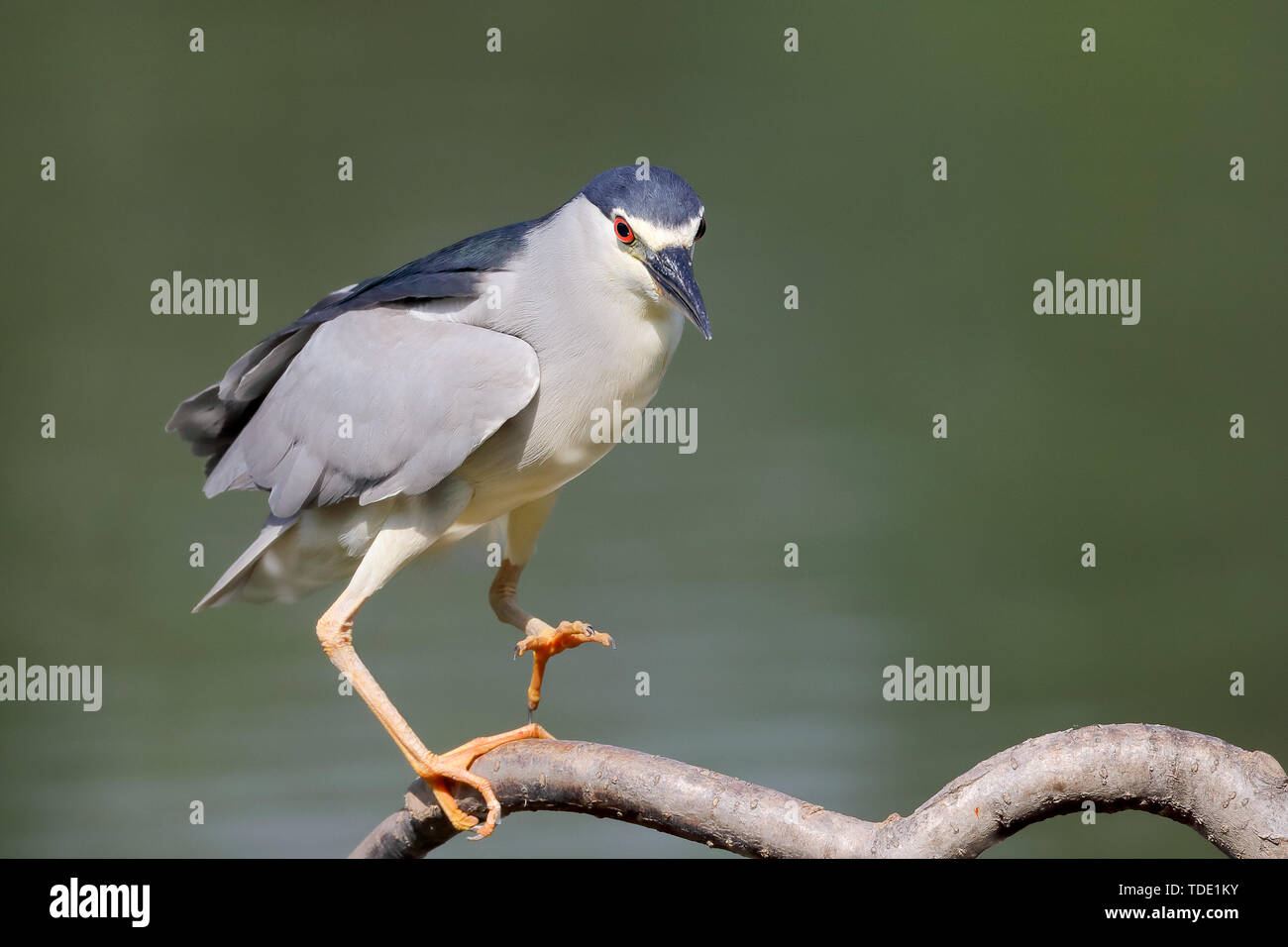 The elves of the animal world Stock Photo - Alamy