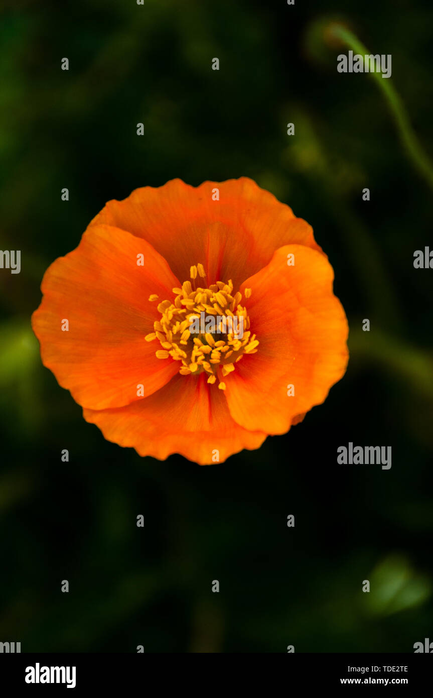 The wild poppy of the Narati prairie Stock Photo - Alamy