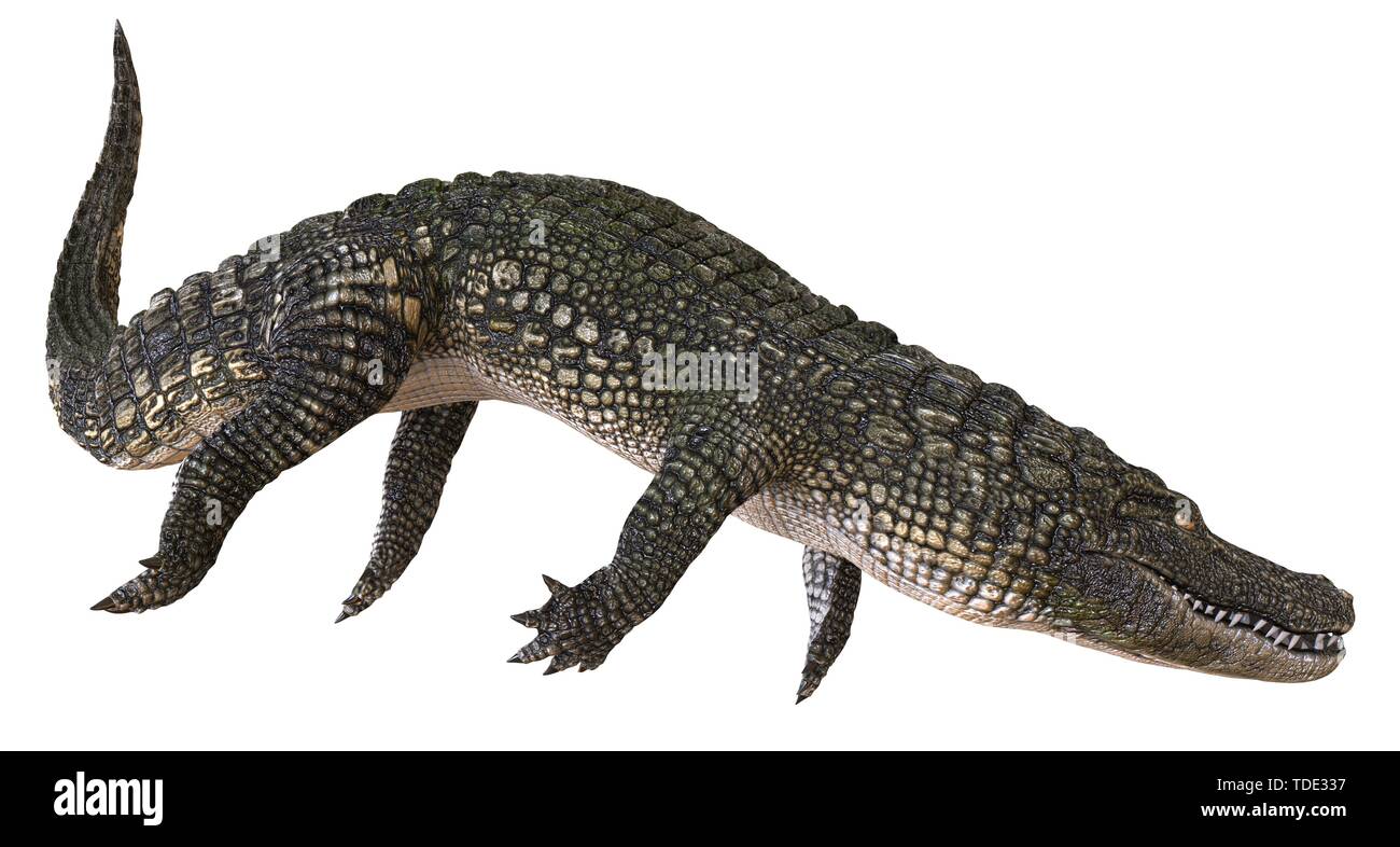 A reference image 3D illustration alligator isolated on white ...