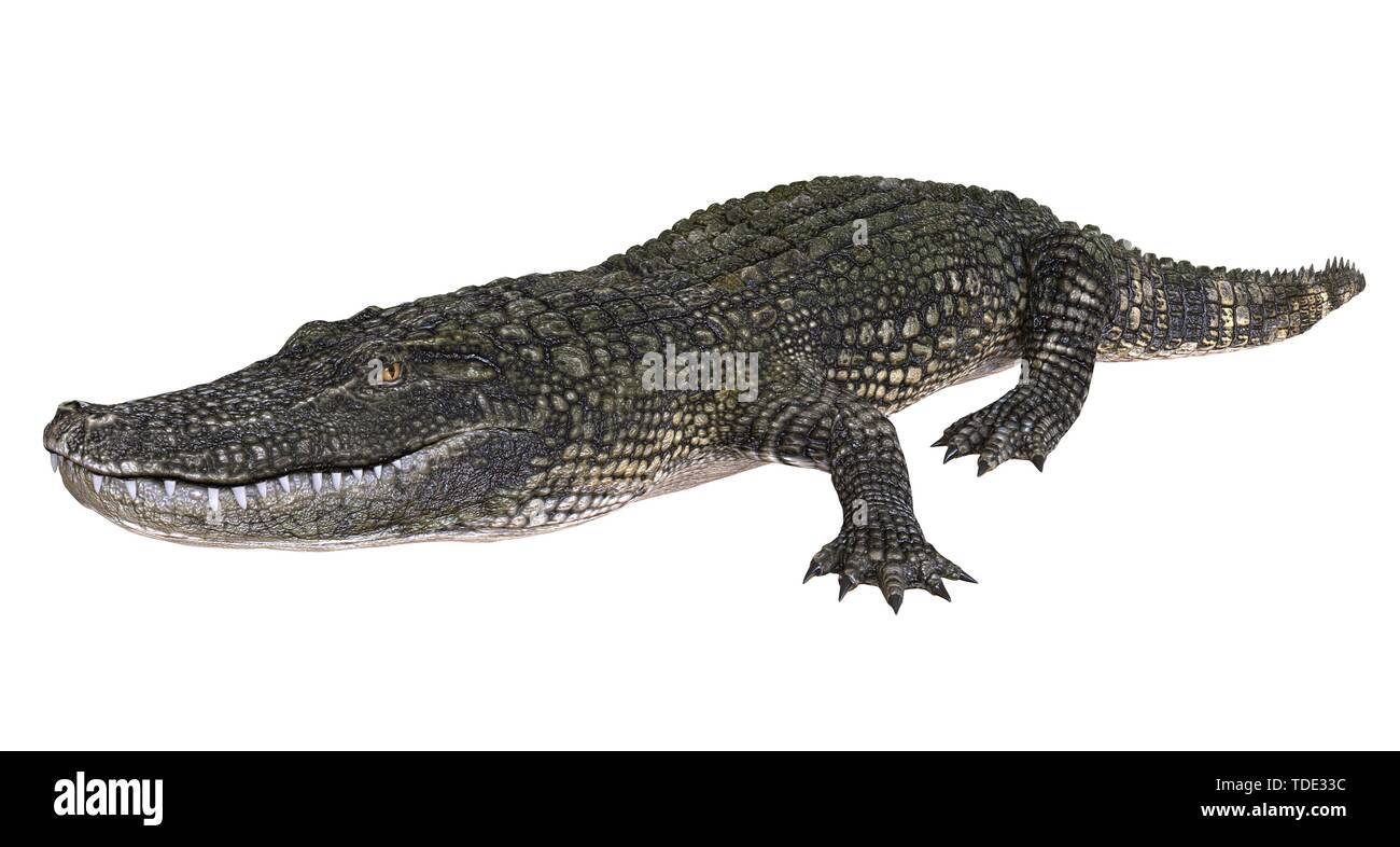A reference image 3D illustration alligator isolated on white ...