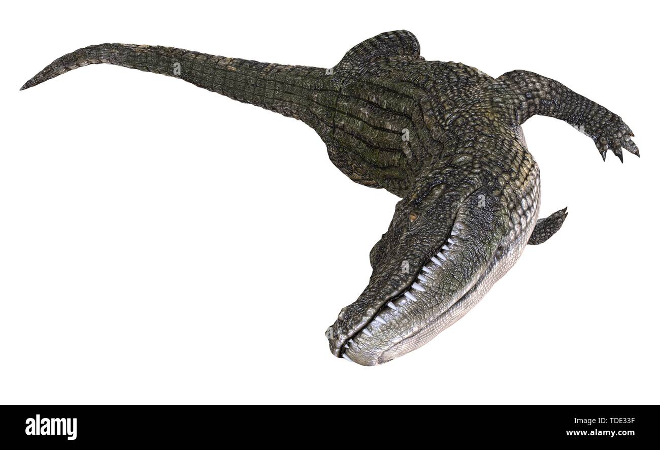 A reference image 3D illustration alligator isolated on white ...