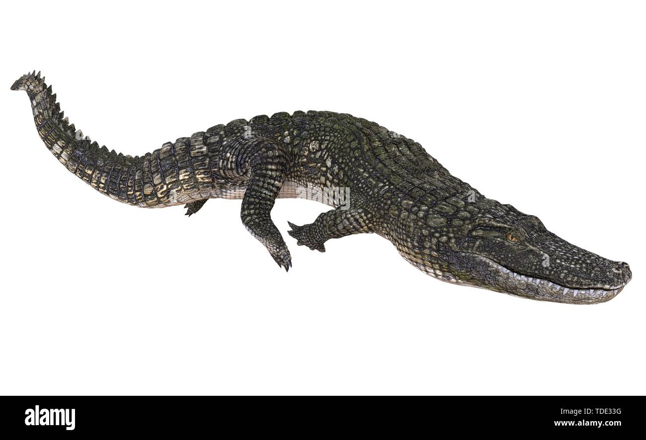 A reference image 3D illustration alligator isolated on white ...