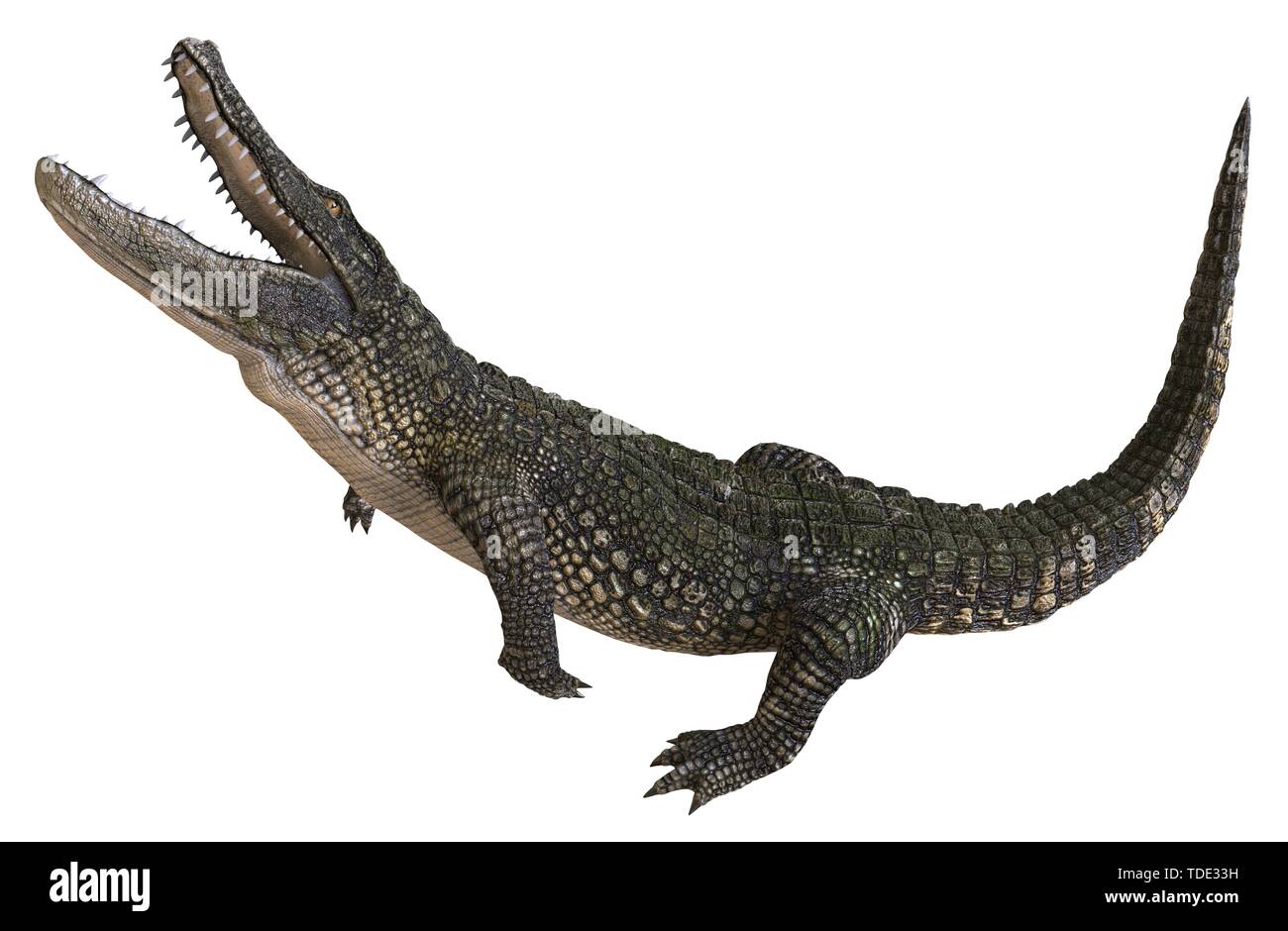 A reference image 3D illustration alligator isolated on white ...