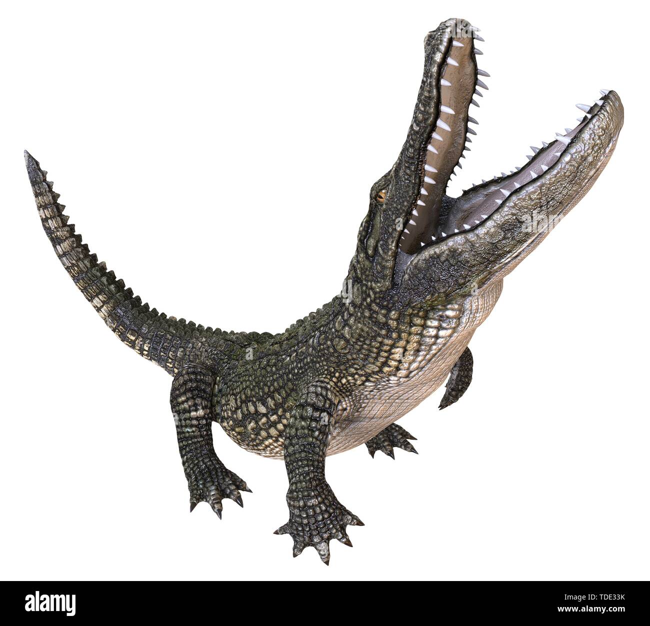 A reference image 3D illustration alligator isolated on white ...