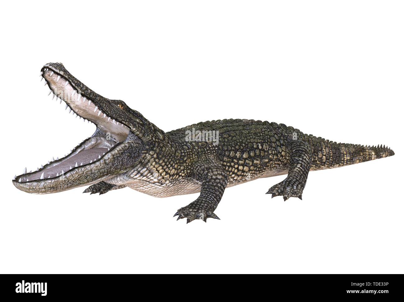 A reference image 3D illustration alligator isolated on white ...
