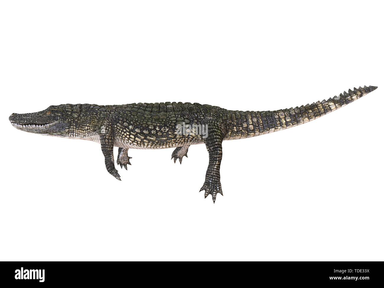 A reference image 3D illustration alligator isolated on white ...