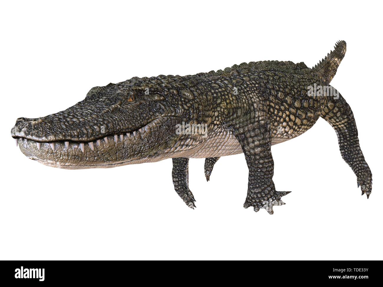 A reference image 3D illustration alligator isolated on white ...