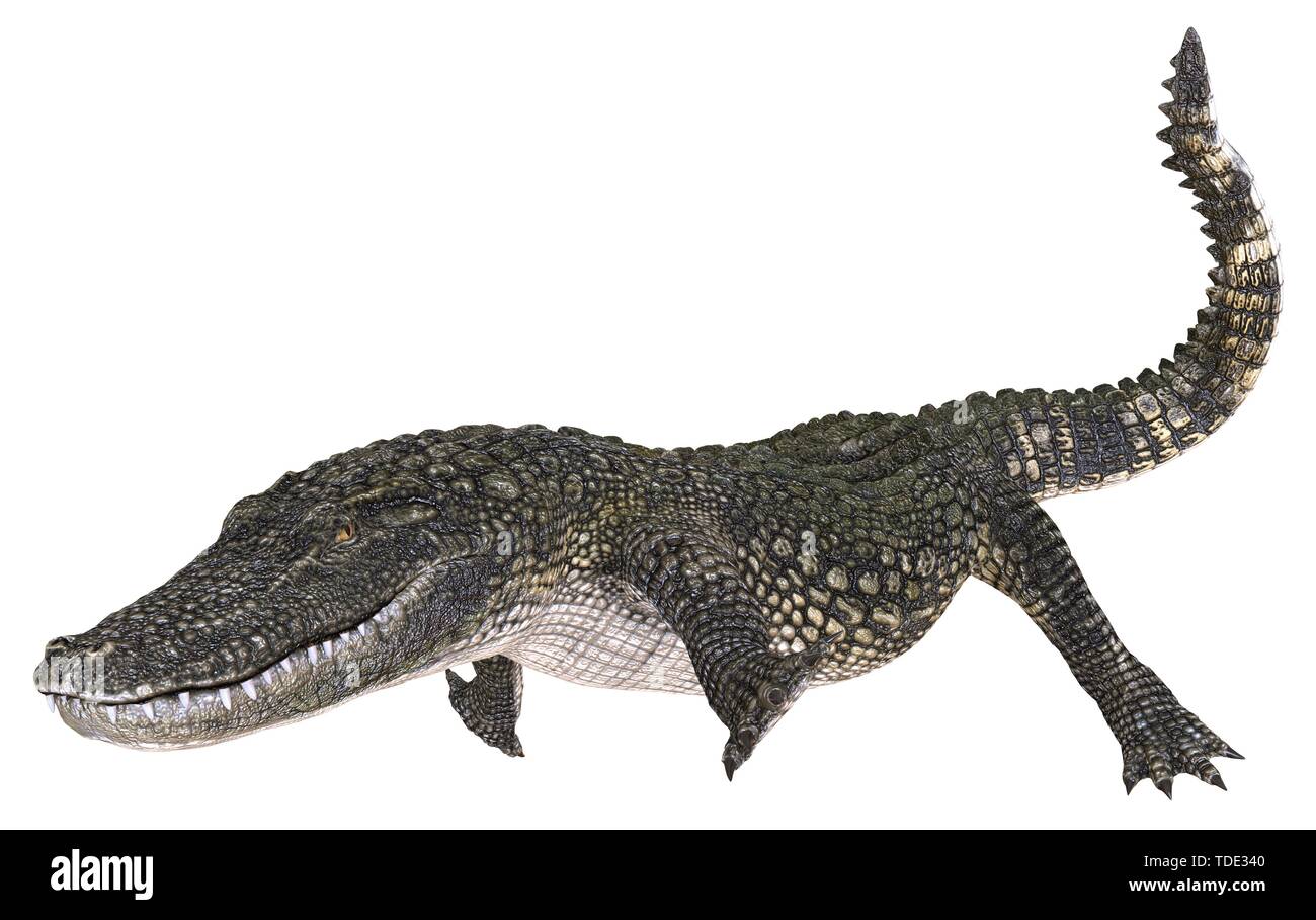 A reference image 3D illustration alligator isolated on white ...