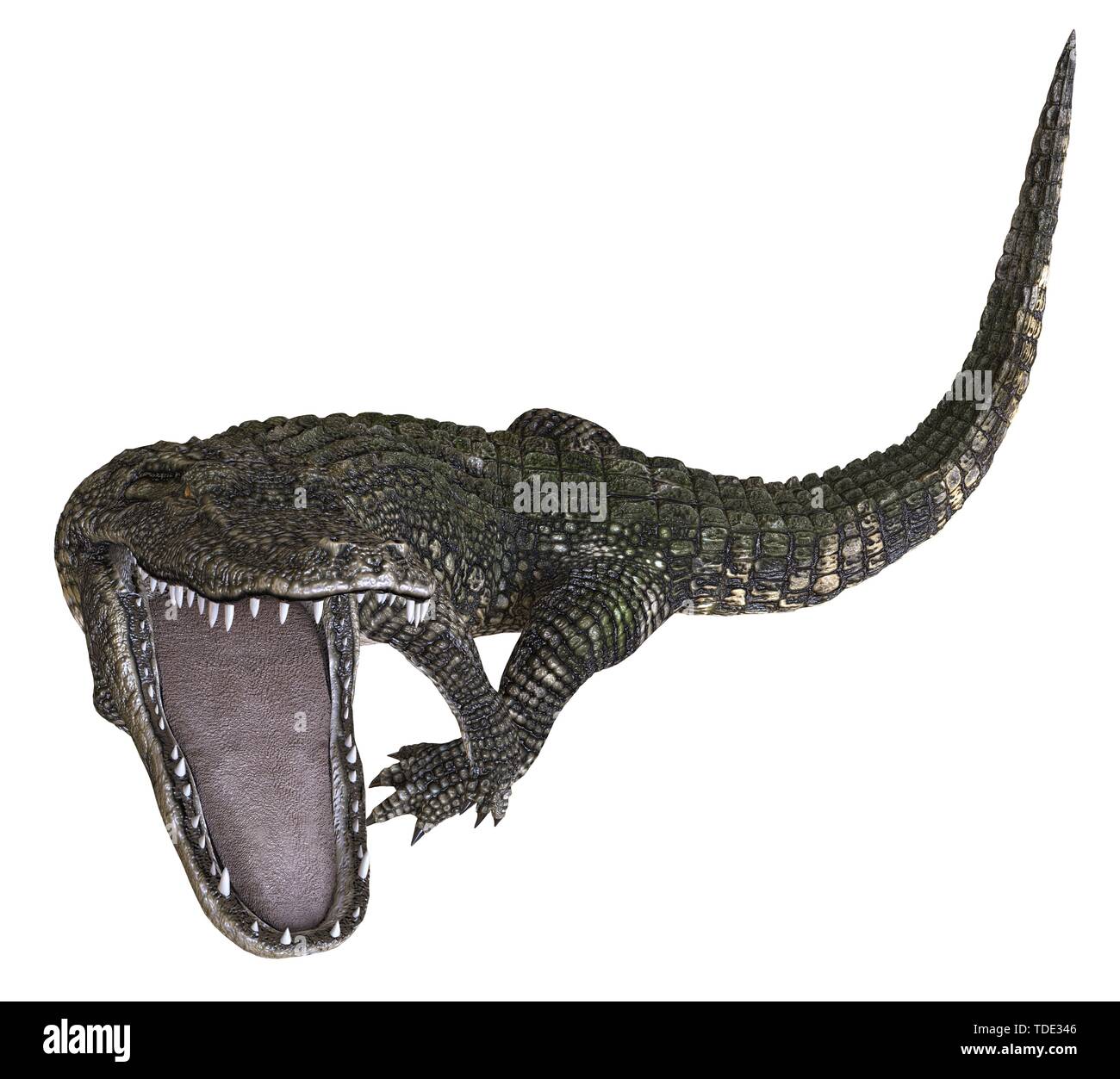 A reference image 3D illustration alligator isolated on white ...