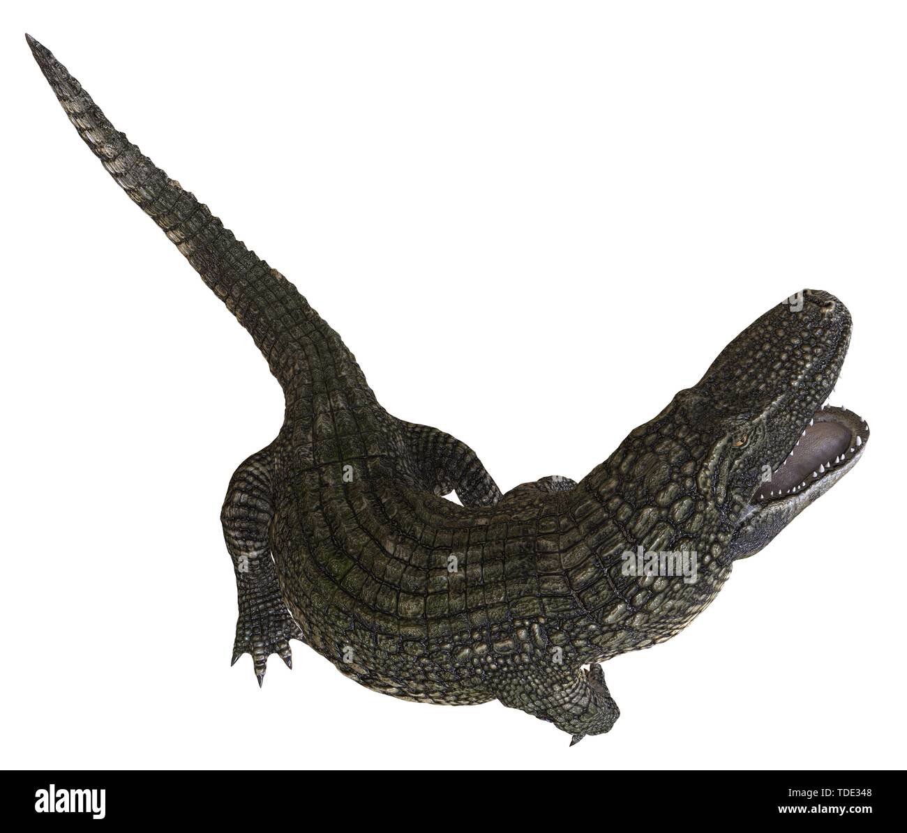 A reference image 3D illustration alligator isolated on white ...