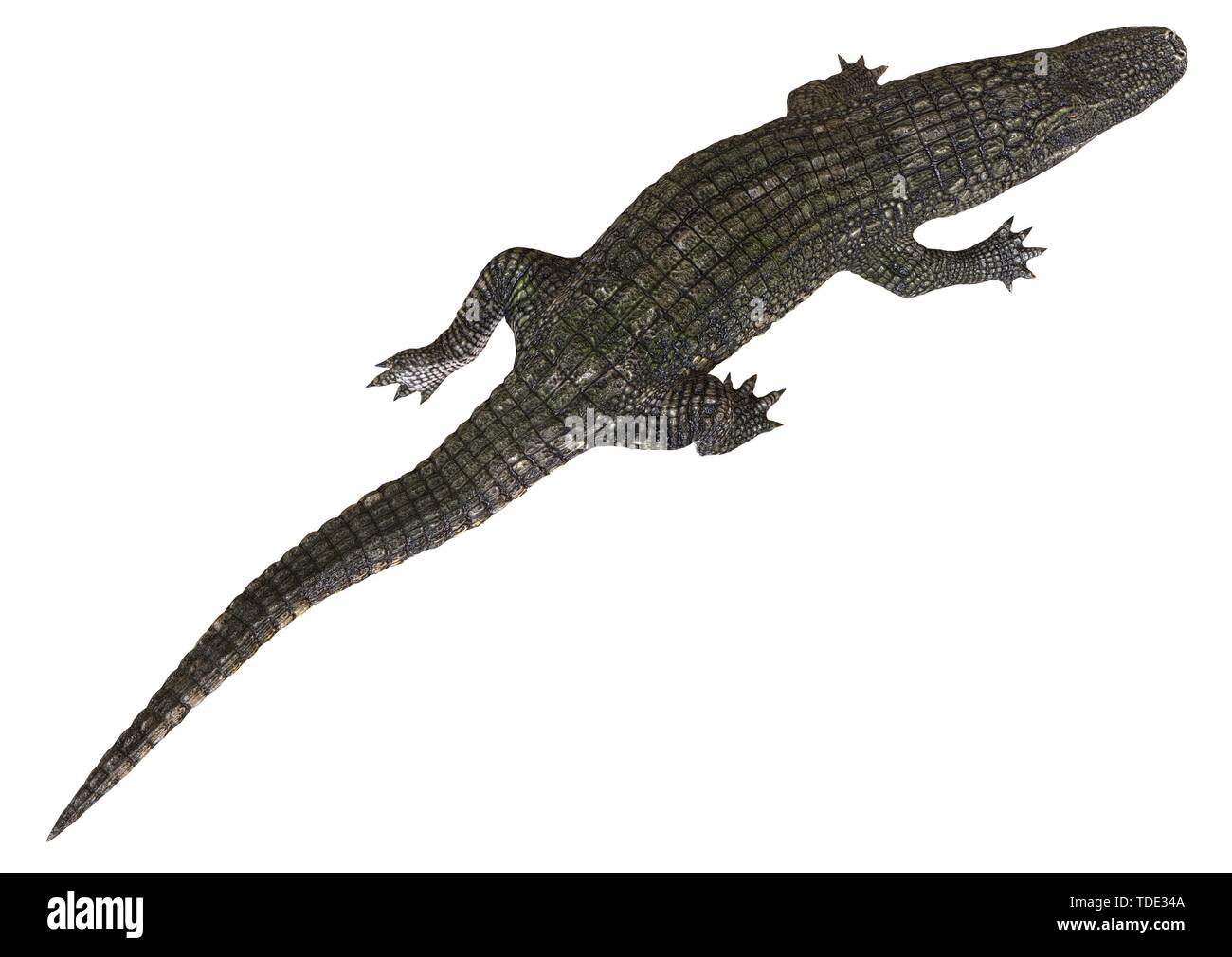 A reference image 3D illustration alligator isolated on white ...