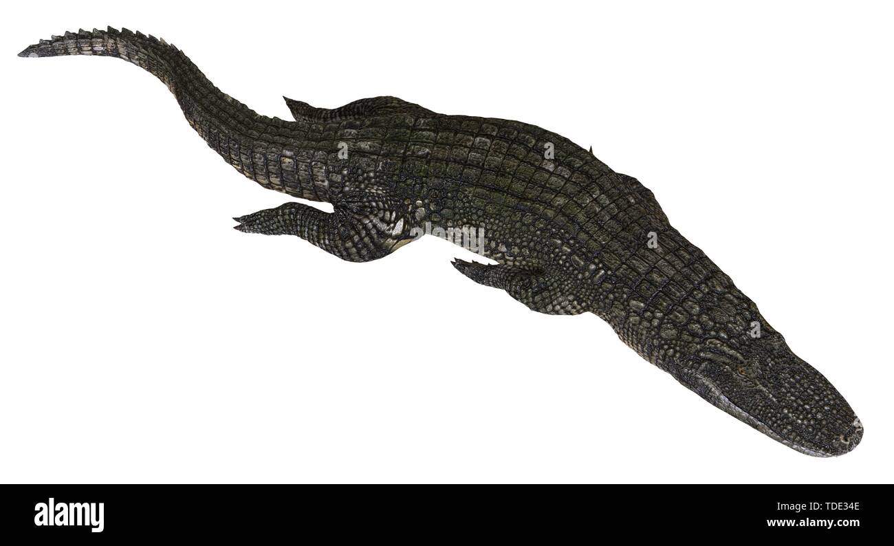 A reference image 3D illustration alligator isolated on white ...