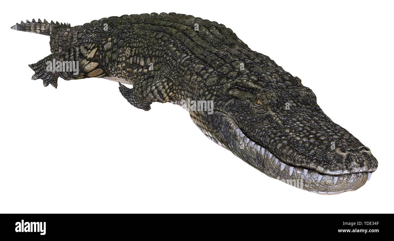 A reference image 3D illustration alligator isolated on white ...