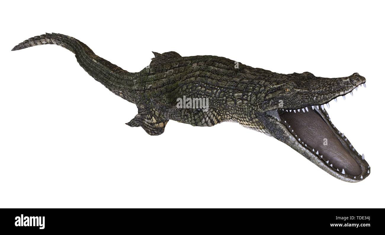 A reference image 3D illustration alligator isolated on white ...