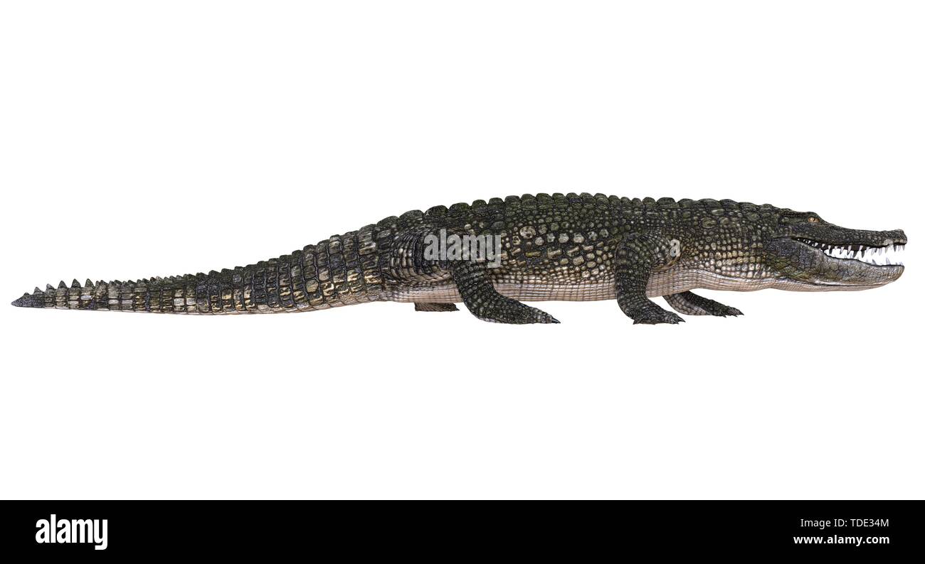 A reference image 3D illustration alligator isolated on white ...