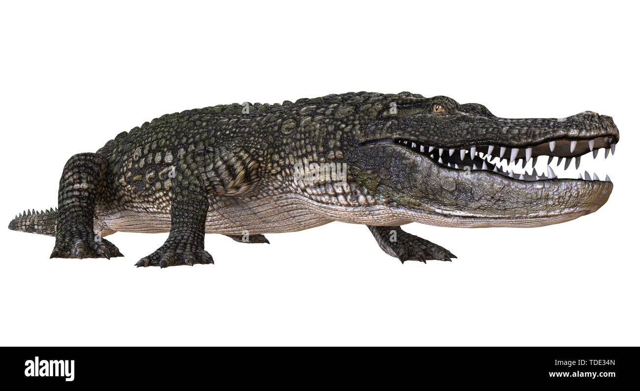 A reference image 3D illustration alligator isolated on white ...