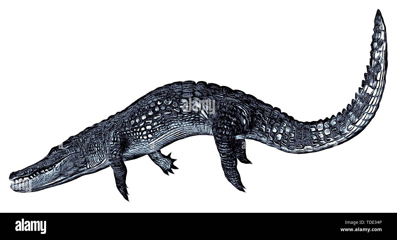 Alligator sketch isolated on a white background Stock Photo - Alamy