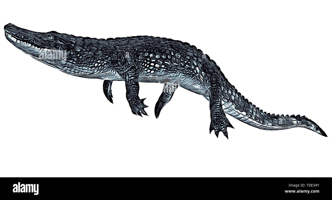 Alligator sketch isolated on a white background Stock Photo - Alamy