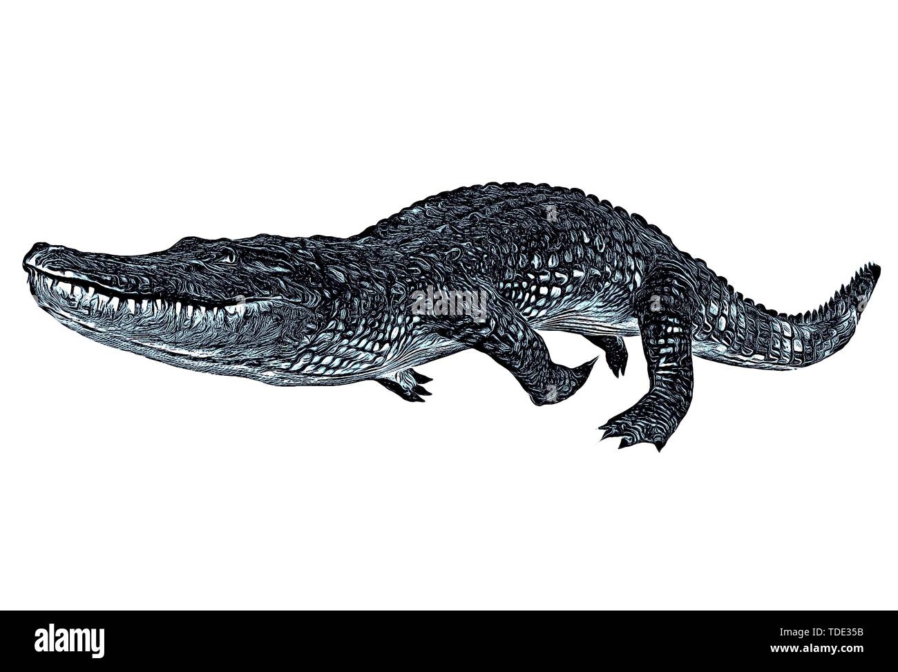 Alligator sketch isolated on a white background Stock Photo - Alamy