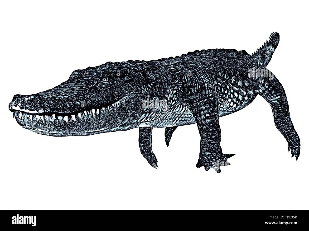 Alligator sketch isolated on a white background Stock Photo - Alamy