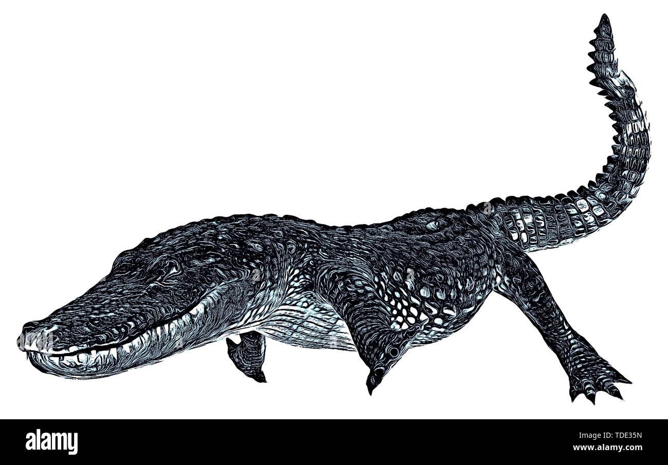 Alligator sketch isolated on a white background Stock Photo - Alamy