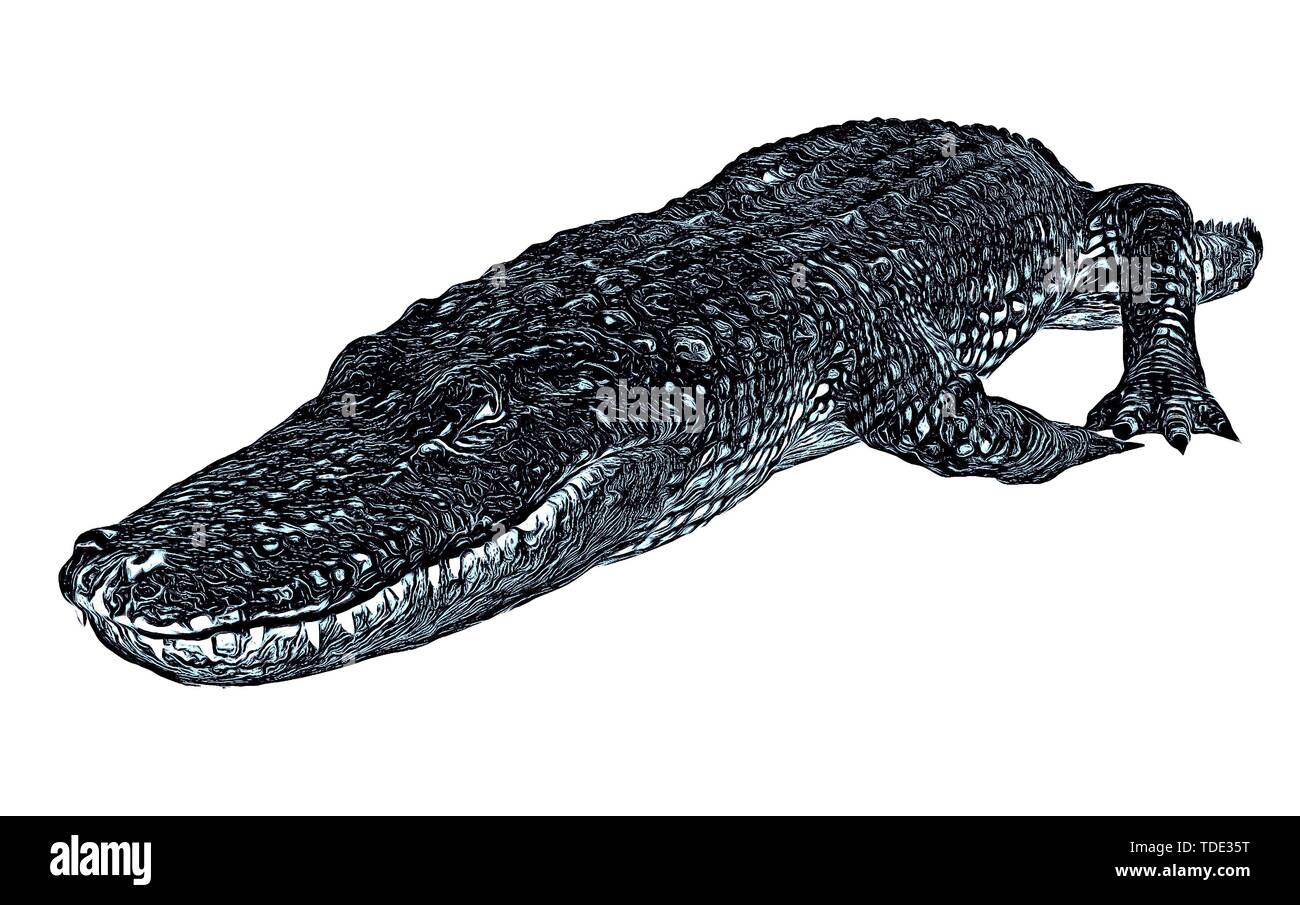 Alligator sketch isolated on a white background Stock Photo - Alamy