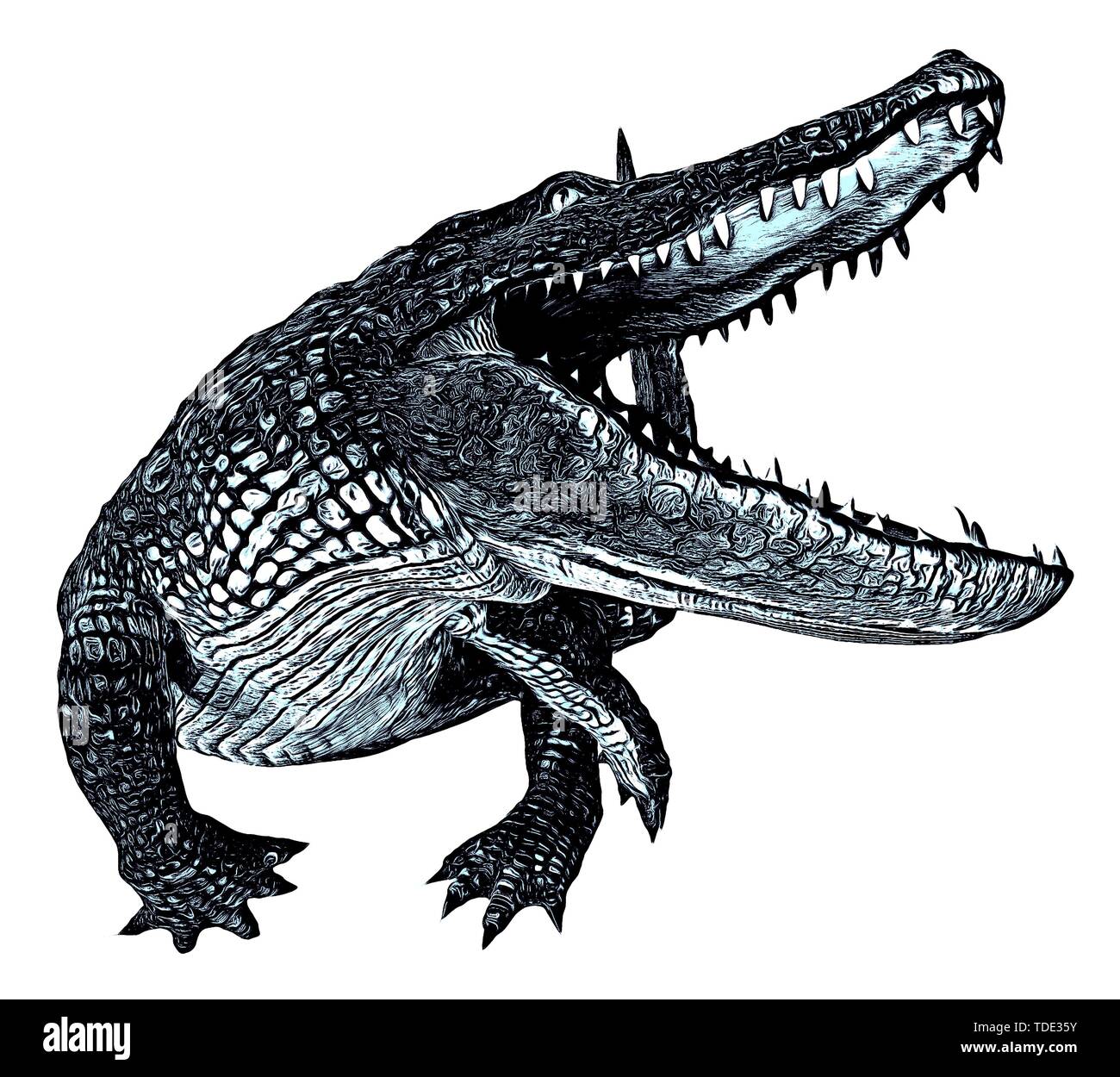 Alligator sketch isolated on a white background Stock Photo - Alamy