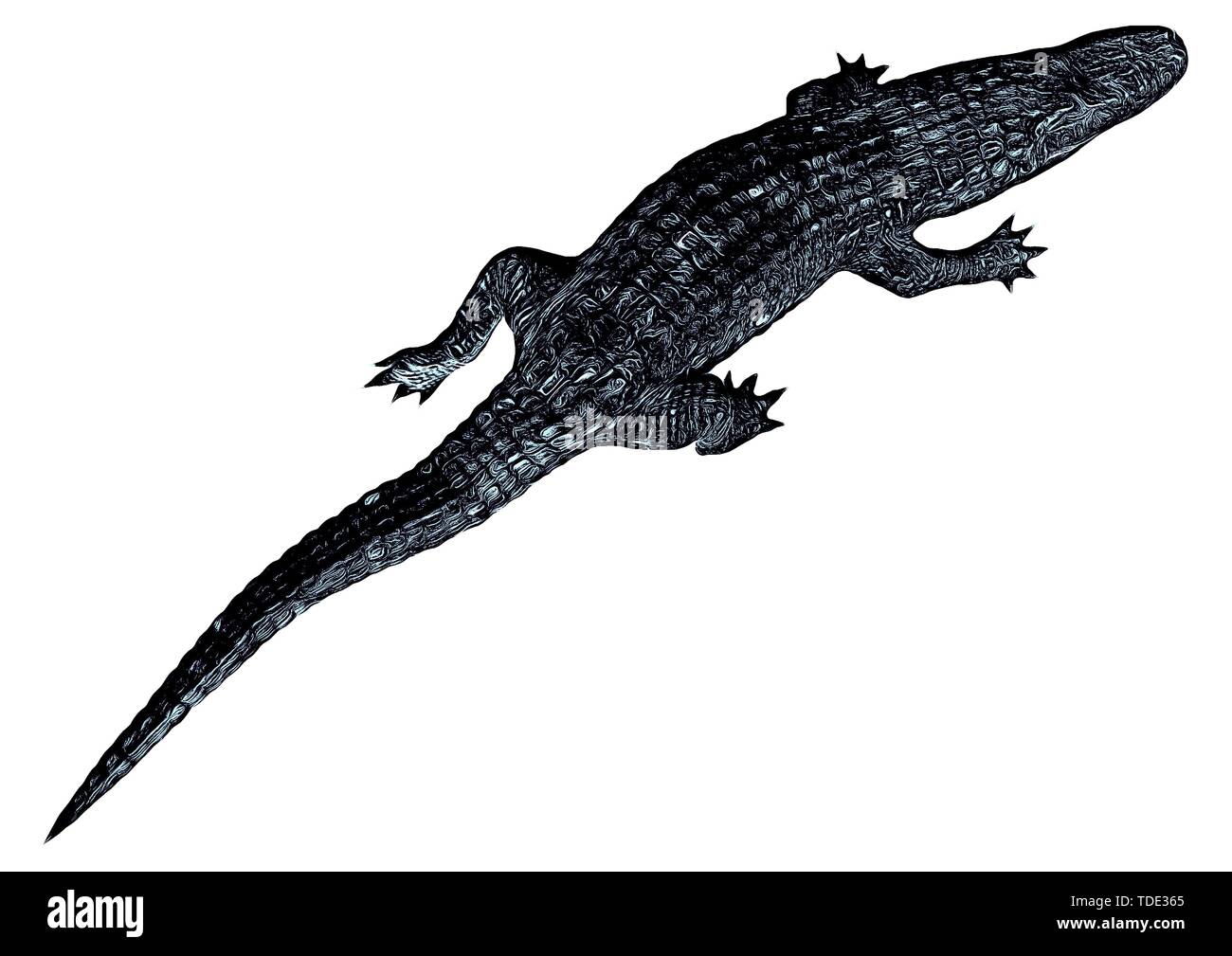 Alligator sketch isolated on a white background Stock Photo - Alamy