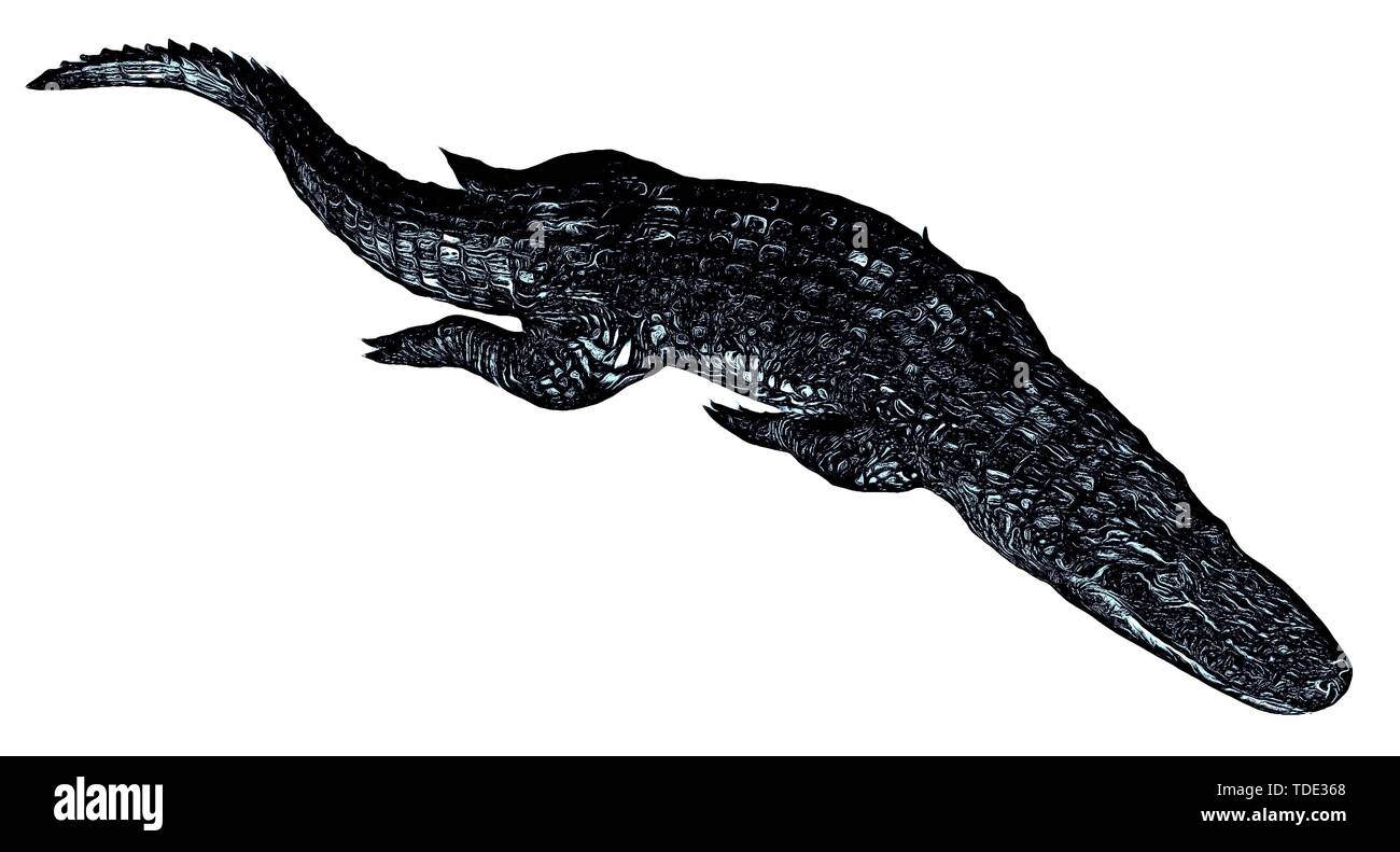 Alligator sketch isolated on a white background Stock Photo - Alamy
