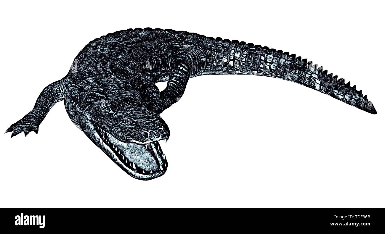 Alligator sketch isolated on a white background Stock Photo - Alamy