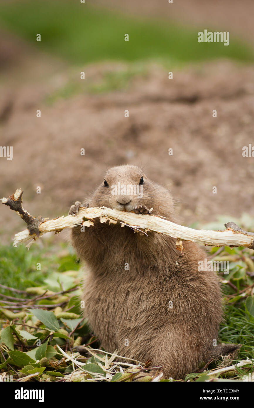 An adorable little Prairie Dog rodent Stock Photo - Alamy