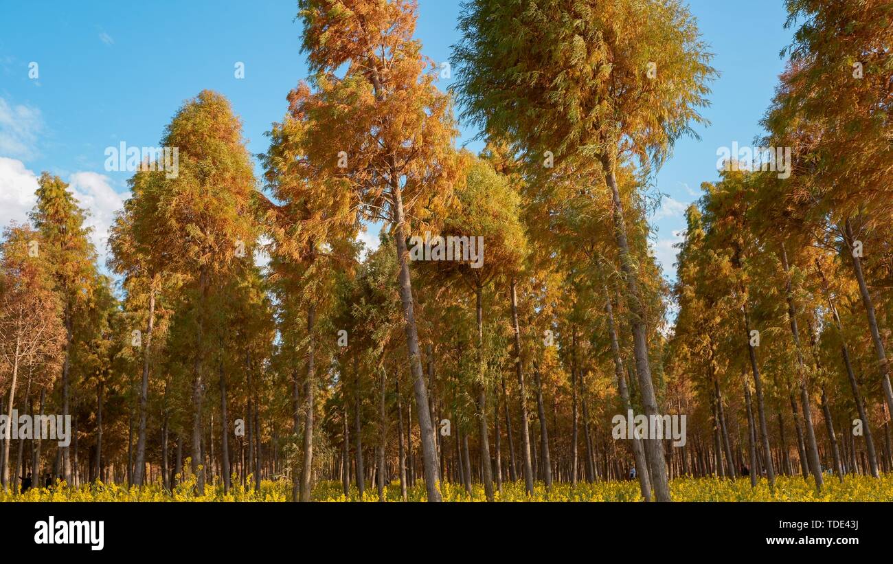 Autumn yellow deciduous forest HD material Stock Photo - Alamy