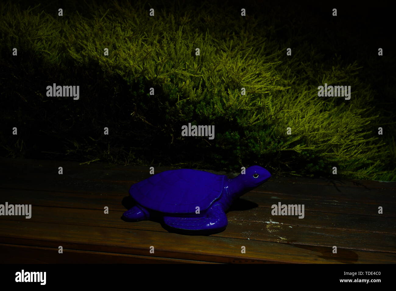 Blue turtle in the garden in a good night Stock Photo - Alamy