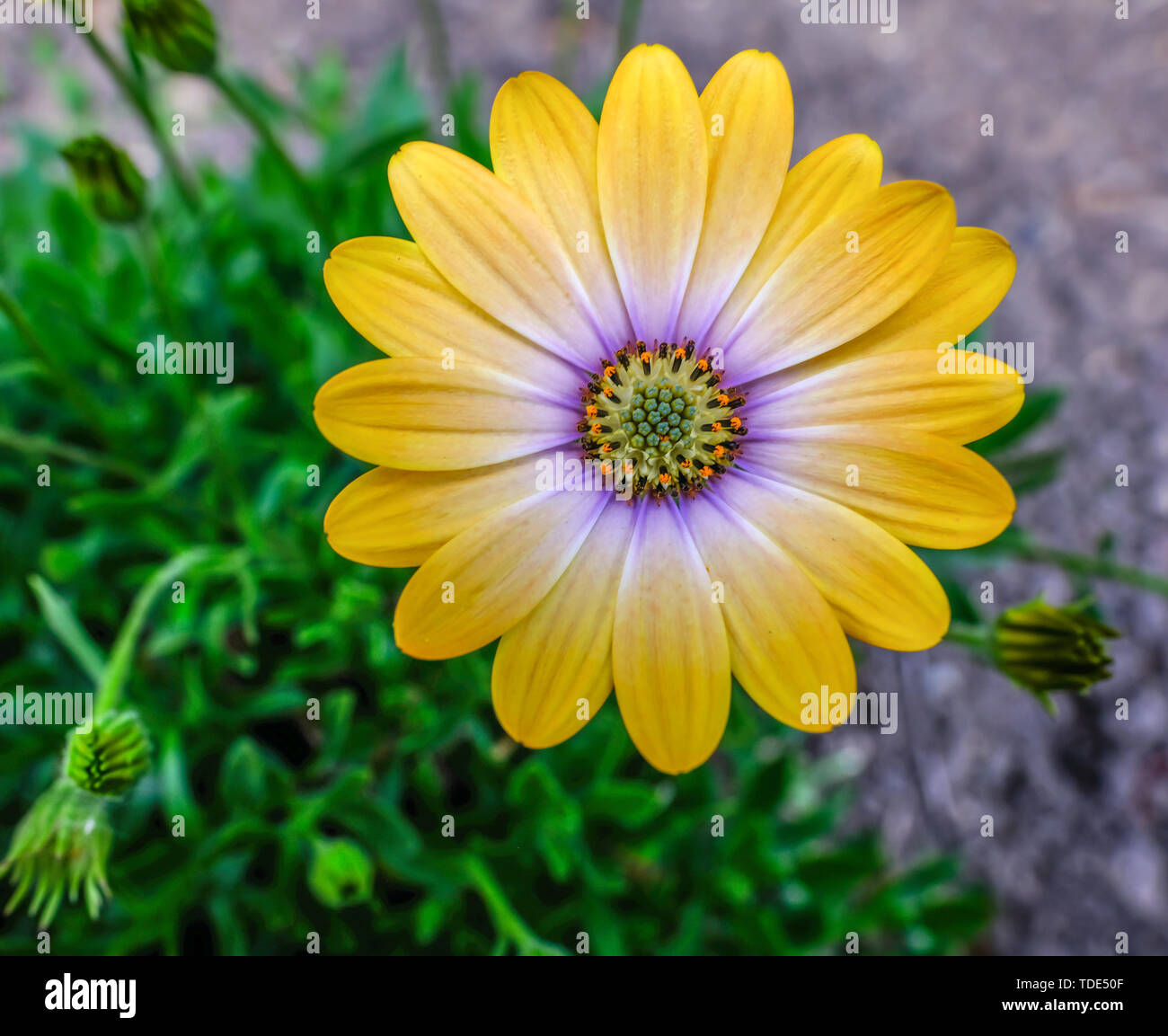 Close up shot of single yellow ornamental daisy, blue eyed beauty ...